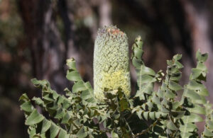 Banksia | Australian Ultimate Grow and Care Guide : AGT