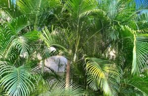 Golden Cane Palm | Australian Grow and Care Guide : AGT