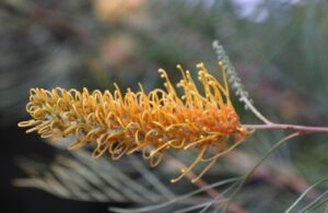 Grevilleas – Australian Native Gardeners' Guide