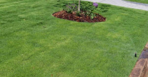 TifTuf Bermuda Grass Installation, Care, and Maintenance Guide : AGT