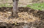 Best Types of Mulch for the Garden | Ultimate Mulch Guide