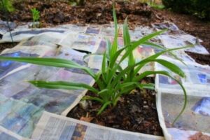 Best Types of Mulch for the Garden | Ultimate Mulch Guide