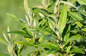 Backhousia citriodora (Lemon Myrtle) | Australian Growing and Care ...