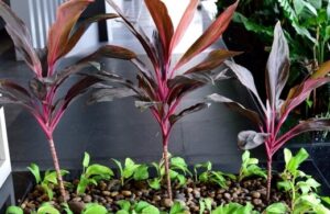 Cordyline Ultimate Australian Guide | Growing and Planting : AGT