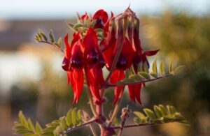 Sturt Desert Pea | Australian Native Growing Guide : AGT