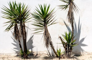 Yucca Plants | Complete Australian Grow and Care Guide : AGT