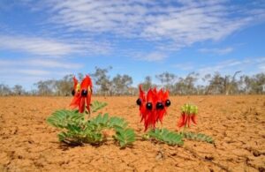 Sturt Desert Pea | Australian Native Growing Guide : AGT
