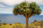 Dragon Tree (Dracaena draco) Growing and Care Guide