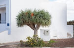 Dragon Tree (Dracaena draco) Growing and Care Guide