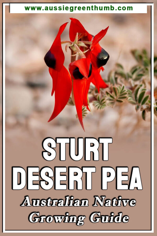 Sturt Desert Pea | Australian Native Growing Guide : AGT