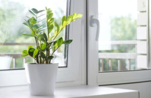 Zanzibar Gem (ZZ Plant) How to Grow and Care Guide : AGT