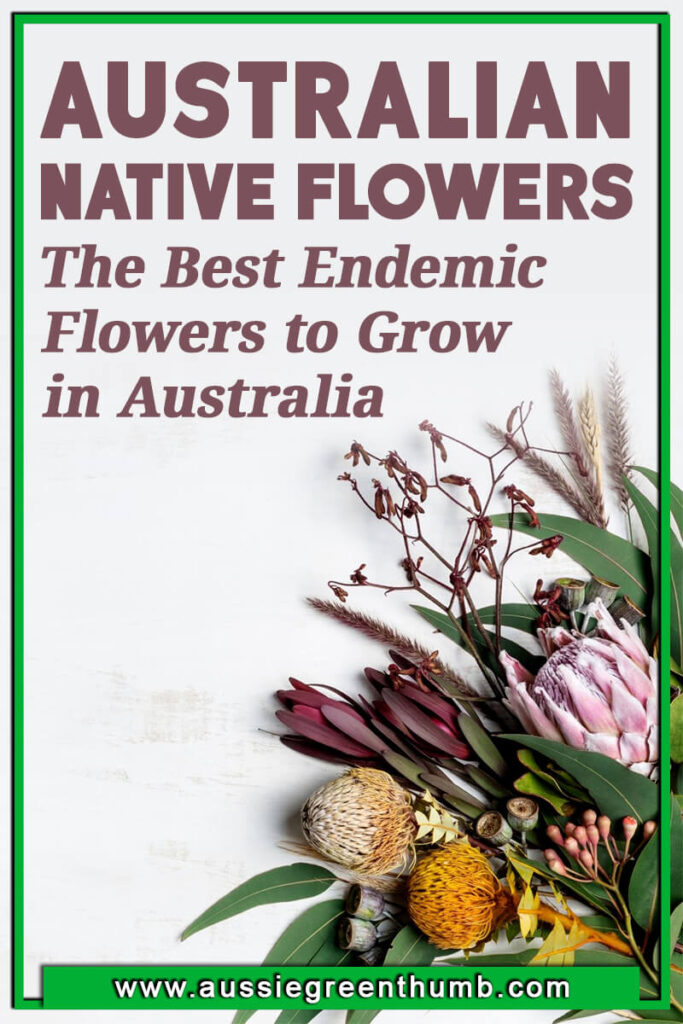 30 Australian Native Flowers To Grow - Most Beautiful and Iconic