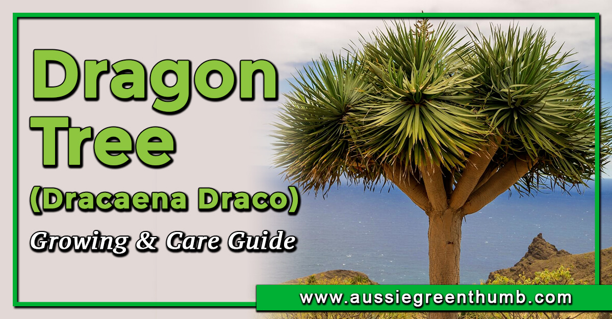 Dragon Tree (Dracaena draco) Growing and Care Guide