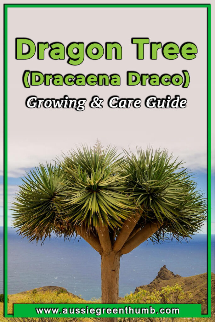 Dragon Tree (Dracaena draco) Growing and Care Guide