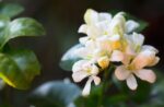 Murraya paniculata | How to Grow and Care Guide : AGT