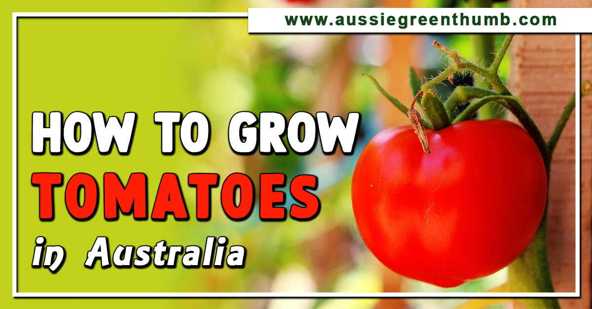 How to Grow Tomatoes in Australia : AGT