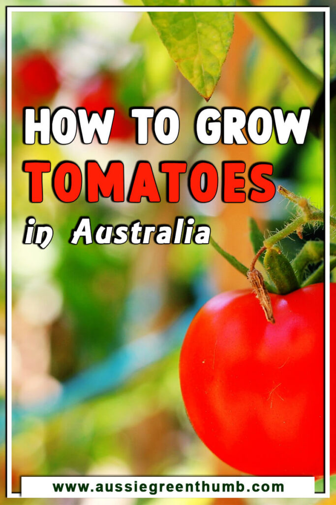 How to Grow Tomatoes in Australia : AGT