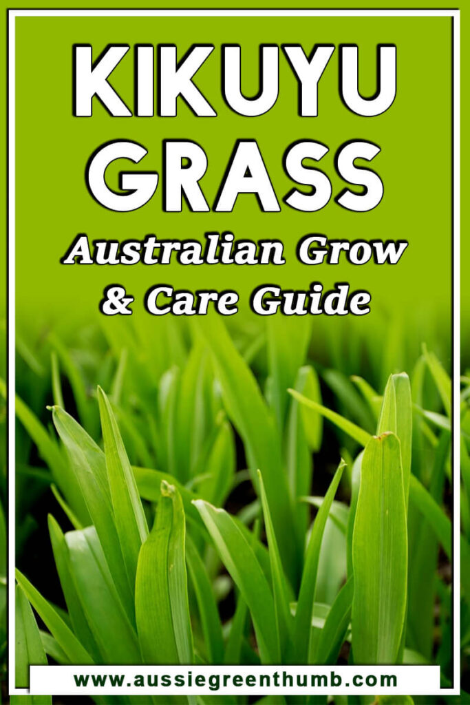 Kikuyu Grass | Australian Grow & Care Guide : AGT Kikuyu Grass | Australian Grow & Care Guide : AGT