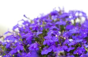 Lobelias | Ultimate Grow & Care Guide - Aussie Green Thumb