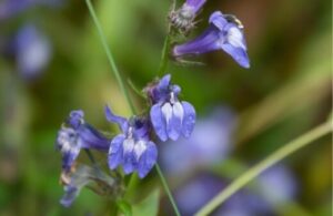 Lobelias | Ultimate Grow & Care Guide : AGT