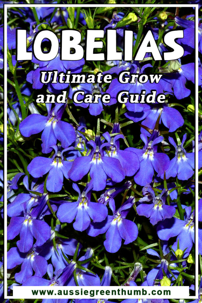 Lobelias | Ultimate Grow & Care Guide : AGT