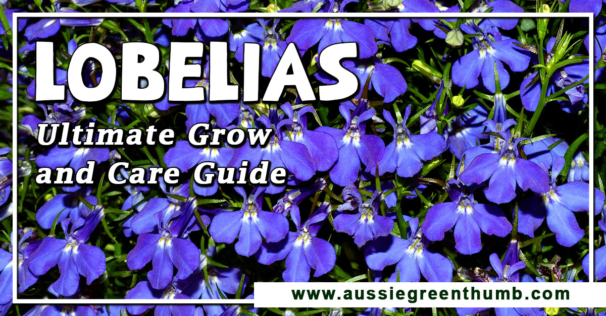 Lobelias | Ultimate Grow & Care Guide : AGT
