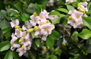 Murraya paniculata | How to Grow and Care Guide : AGT