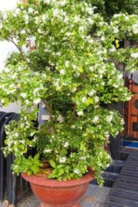 Murraya paniculata | How to Grow and Care Guide : AGT
