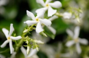 Chinese Star Jasmine Australian Growing Guide