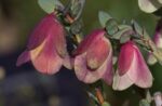 Pimelea Physodes | Growing and Care Guide Australia - AGT