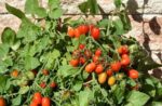 How to Grow Tomatoes in Australia - Aussie Green Thumb