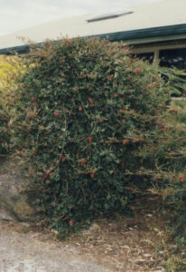 Grevilleas – Gardener’s Guide to Growing This Australian Native ...