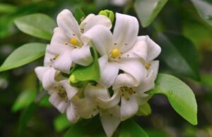 Murraya paniculata | How to Grow and Care Guide : AGT