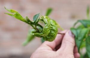 Citrus Leaf Curling | How to Get it Out of Your Garden : AGT