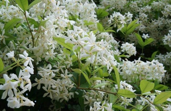 Chinese Star Jasmine Australian Growing Guide