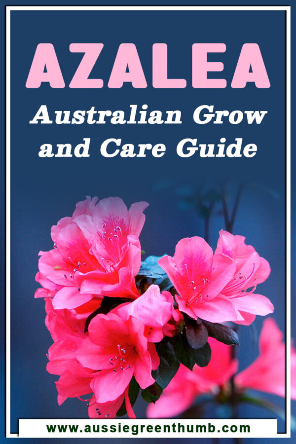 Azalea | Australian Grow & Care Guide - AGT