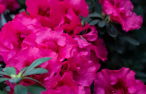 Azalea | Australian Grow & Care Guide - AGT