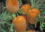 Banksia baueri (Woolly Banksia) | Australian Native Growing Guide