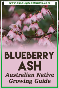 Elaeocarpus reticulatus (Blueberry Ash) | Native Growing Guide