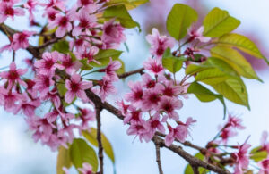 Cherry Blossom Trees | How to Grow in Australia - AGT