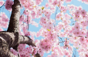 Growing Cherry Trees in Australia Ultimate Guide