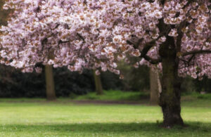 Growing Cherry Trees in Australia Ultimate Guide