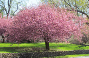 Growing Cherry Trees in Australia Ultimate Guide