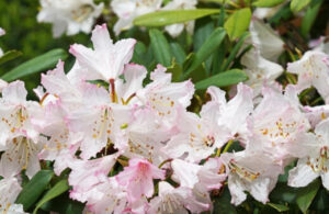 Azalea | Australian Grow & Care Guide - AGT