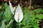 Peace Lily (Spathiphyllum) Comprehensive Growing Guide - Aussie Green Thumb