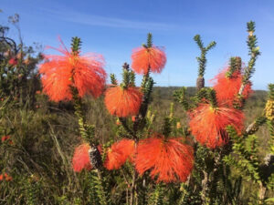 Beaufortia sparsa (Swamp Bottlebrush) | Australian Native Growing Guide