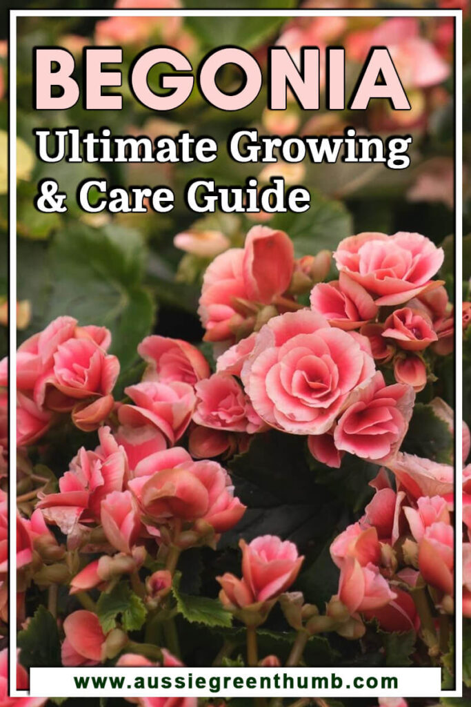 Begonia Ultimate Growing & Care Guide : AGT