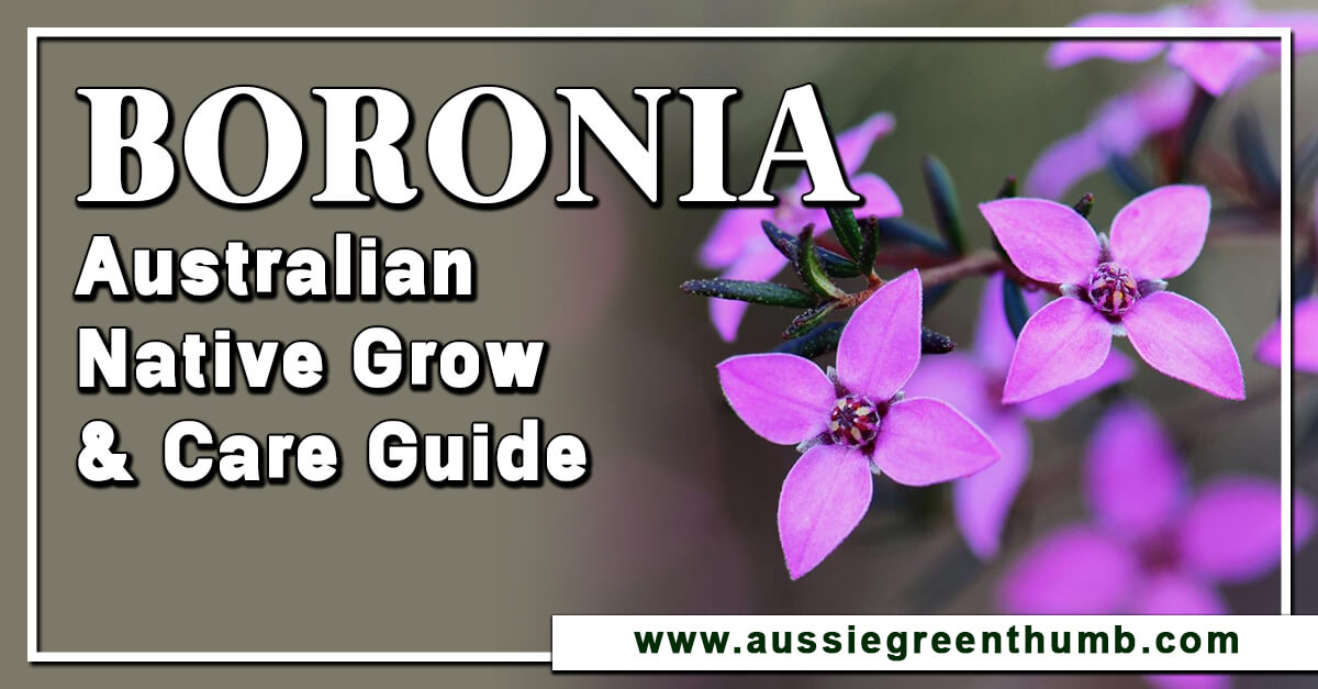 Boronia | Australian Native Grow and Care Guide : AGT