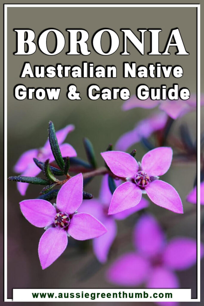 Boronia | Australian Native Grow and Care Guide : AGT