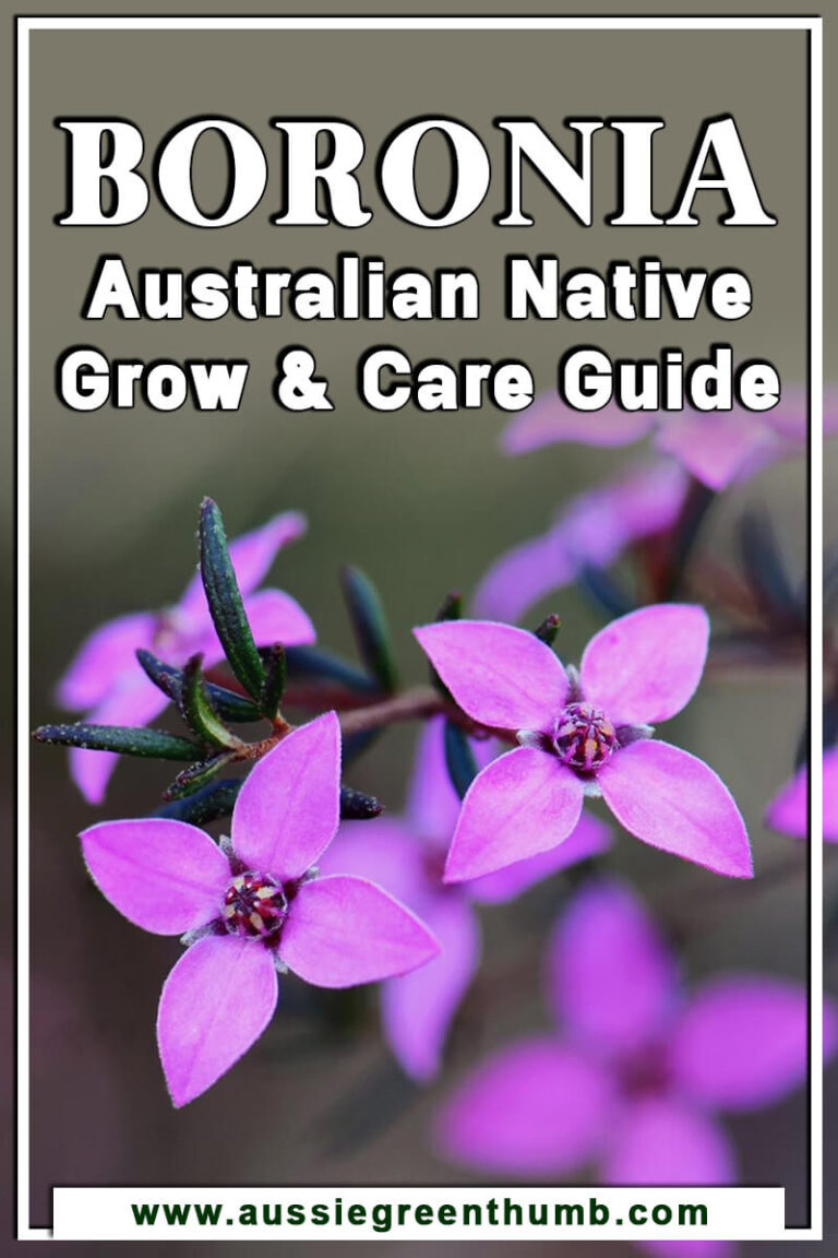 Boronia | Australian Native Grow and Care Guide : AGT